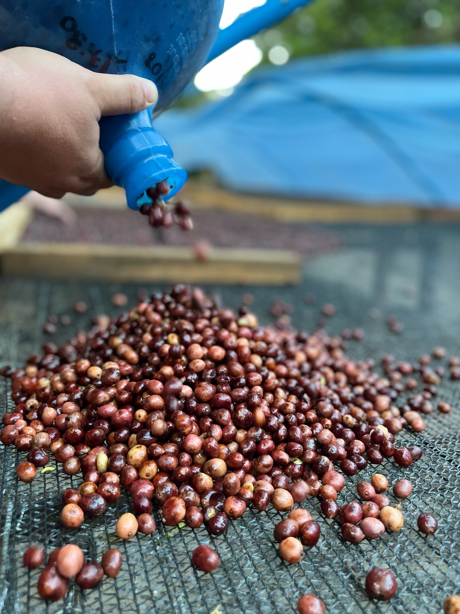 Amazonian Canephoras – ONA Coffee